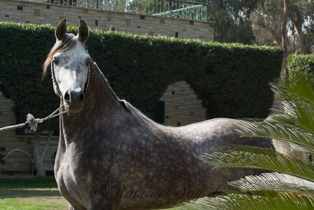 Qualities of The Arabian Horse in Arabic Manuscripts (Part I) – The ...